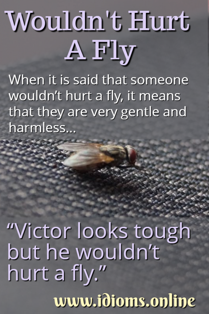 Wouldn’t Hurt A Fly | Idioms Online