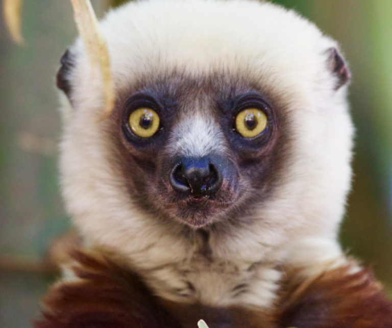 60 Animal Idioms In English | Idioms Online