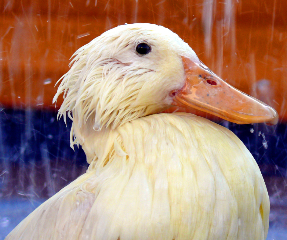 60 Animal Idioms In English | Idioms Online