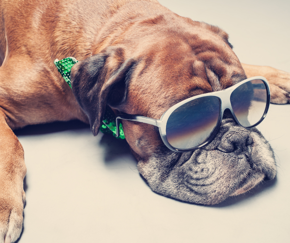 60 Animal Idioms In English | Idioms Online