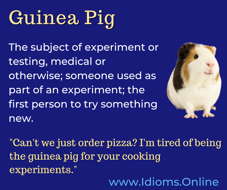 Guinea Pig | Idioms Online