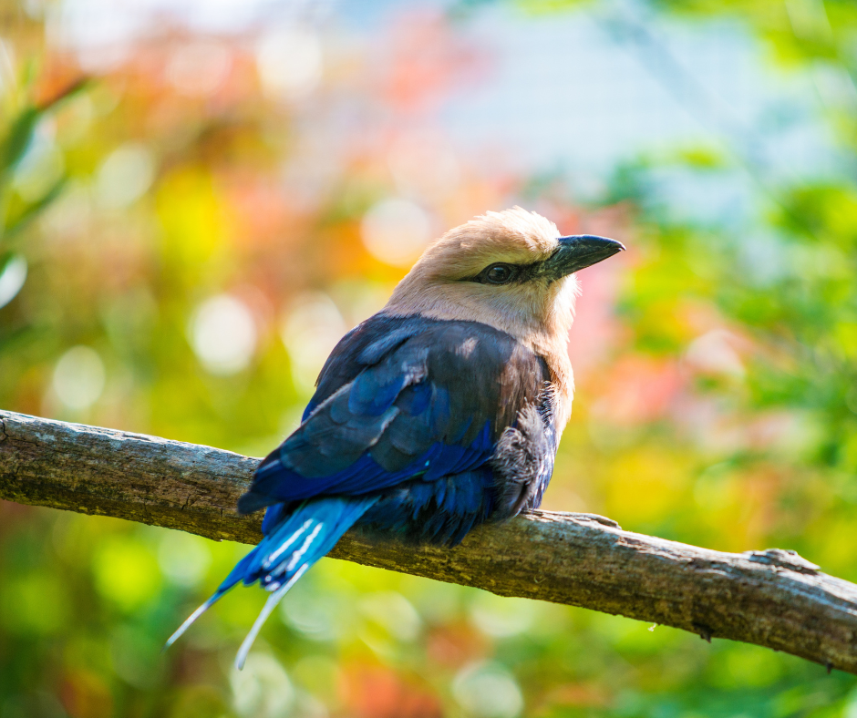 25 Bird Idioms In English | Idioms Online