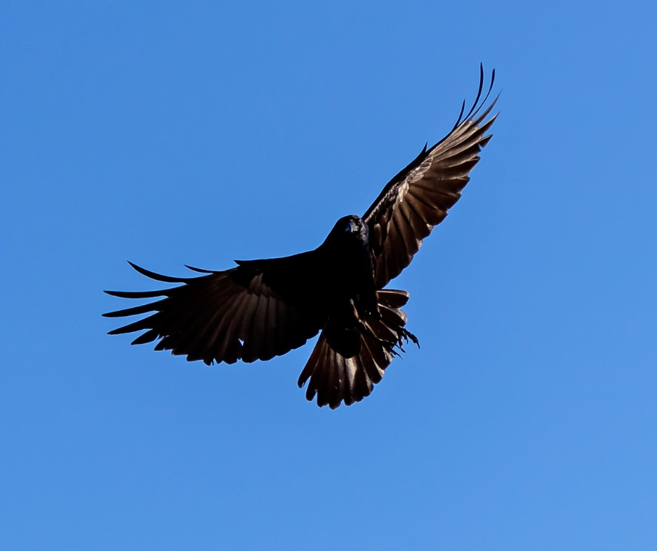 25 Bird Idioms In English | Idioms Online