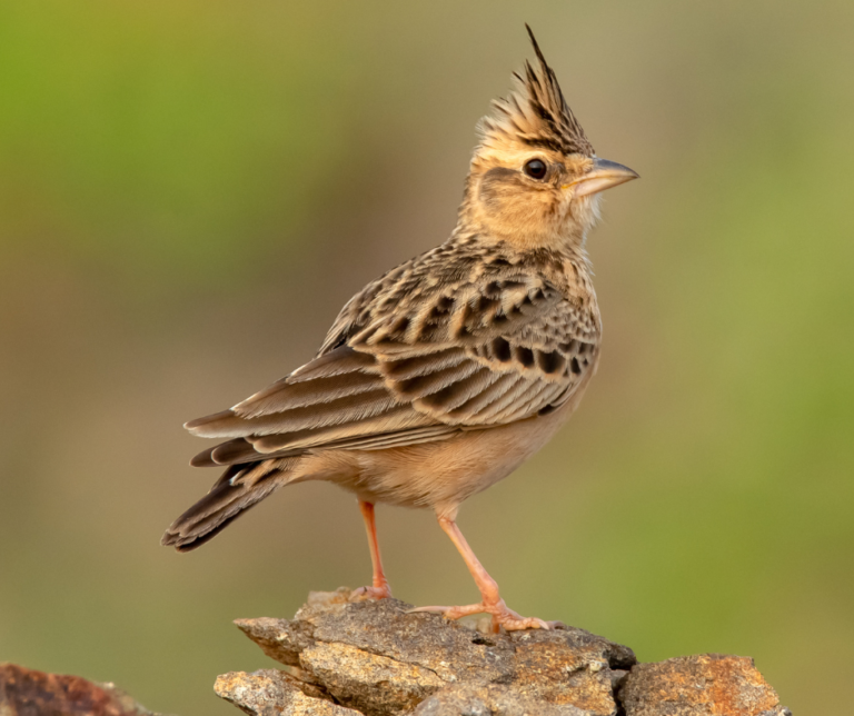 25 Bird Idioms In English | Idioms Online